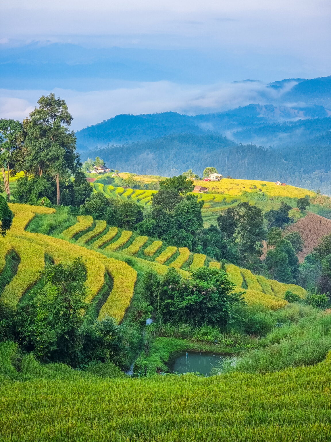 Ban Pa Pong Piang, the most beautiful rice fields in Thailand