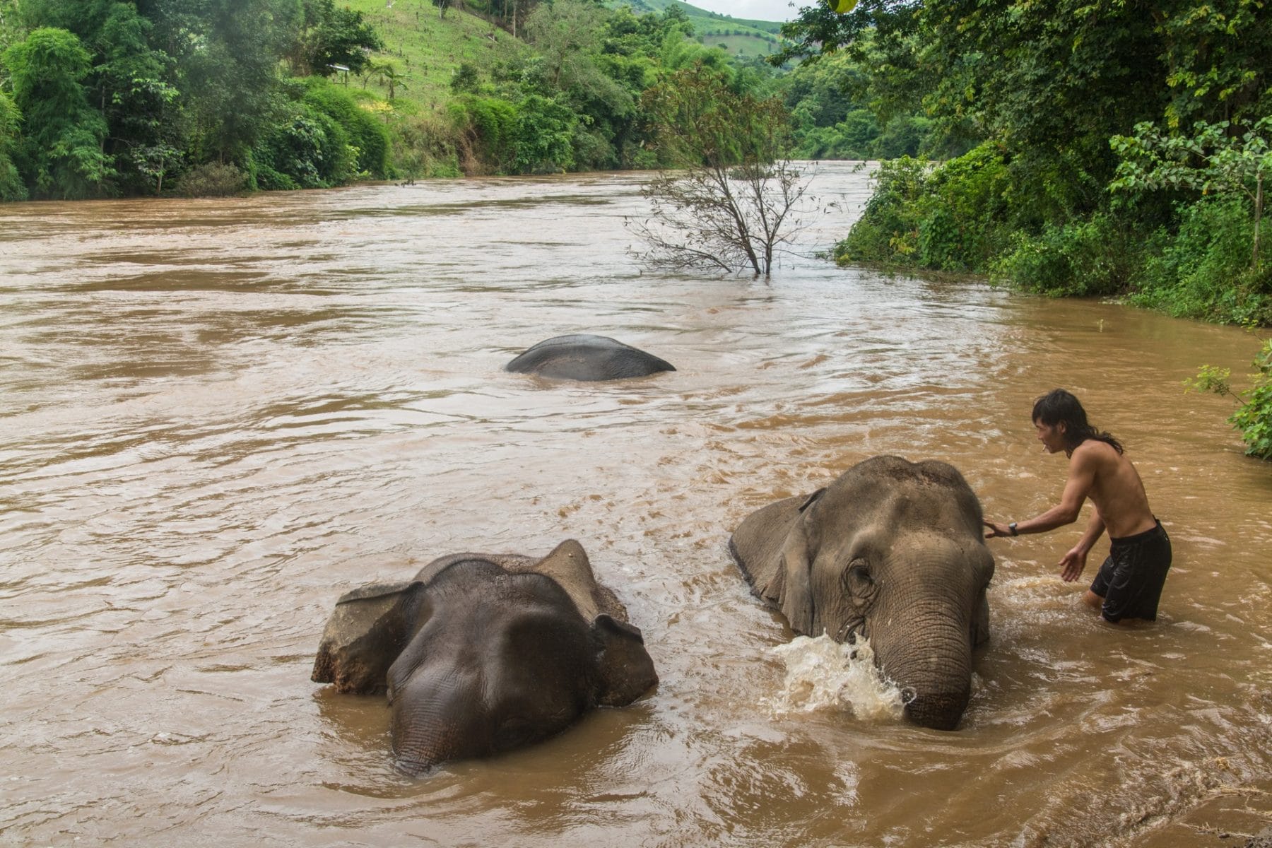 Elephant Steps : rencontre inoubliable avec les éléphants dans la ...
