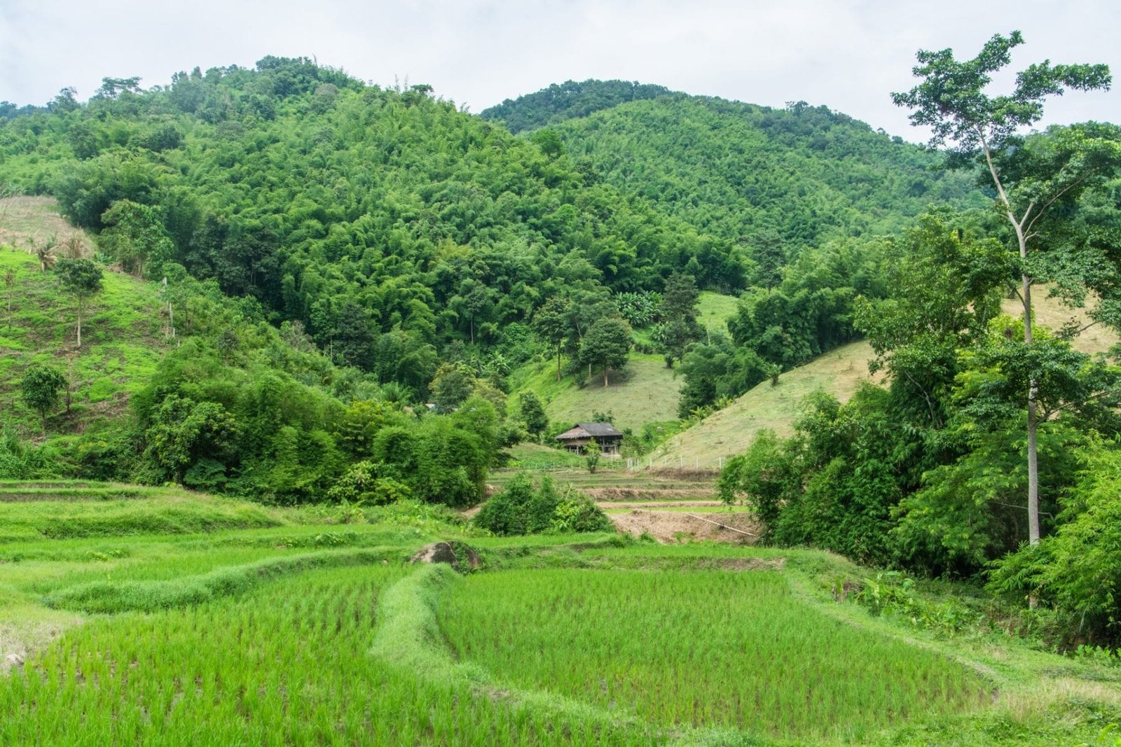 Elephant Steps : rencontre inoubliable avec les éléphants dans la ...