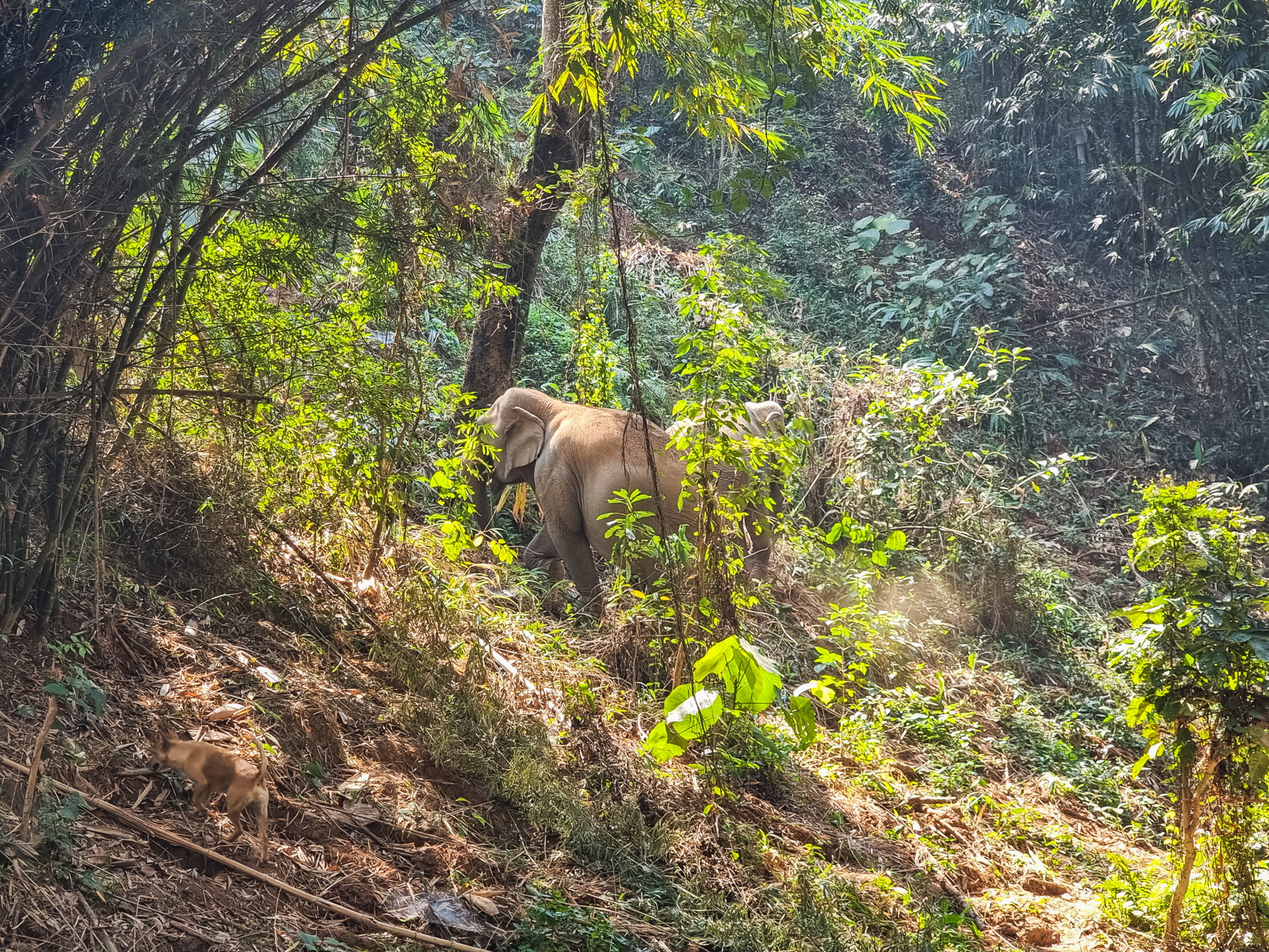 Elephant Steps : rencontre inoubliable avec les éléphants dans la ...